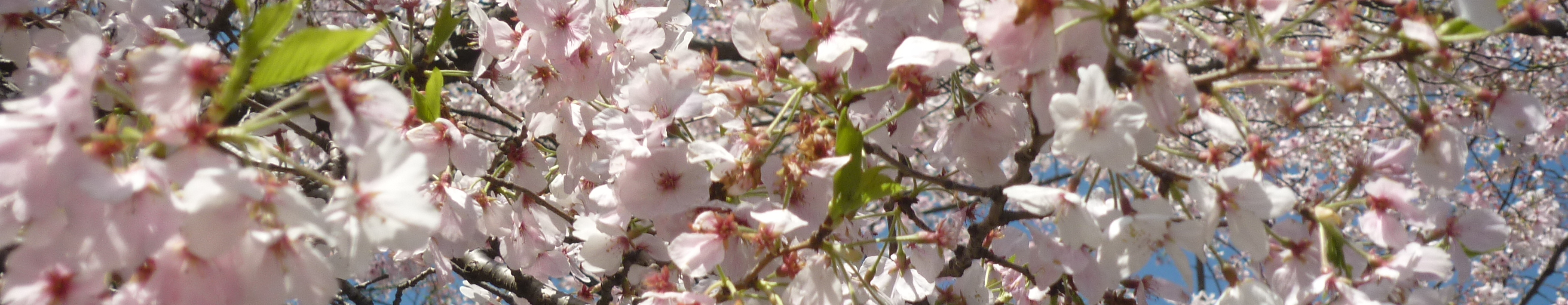 Japan – Tokyo | mrandmrsyoung